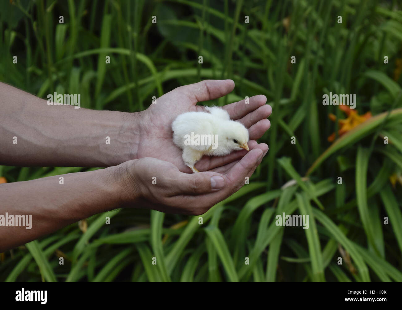Chicken in hand. The small newborn chicks in the hands of man Stock ...