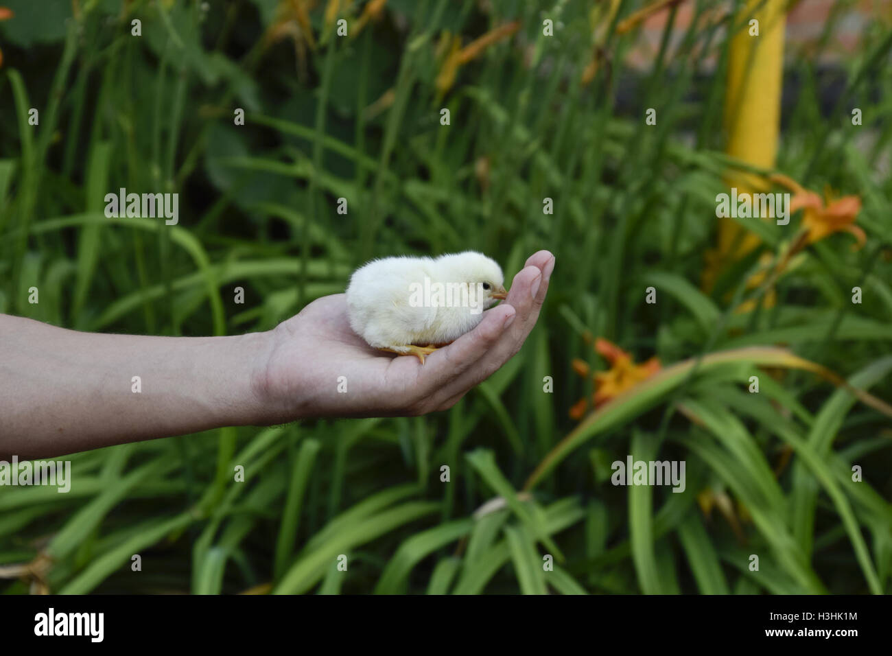 Chicken in hand. The small newborn chicks in the hands of man Stock ...