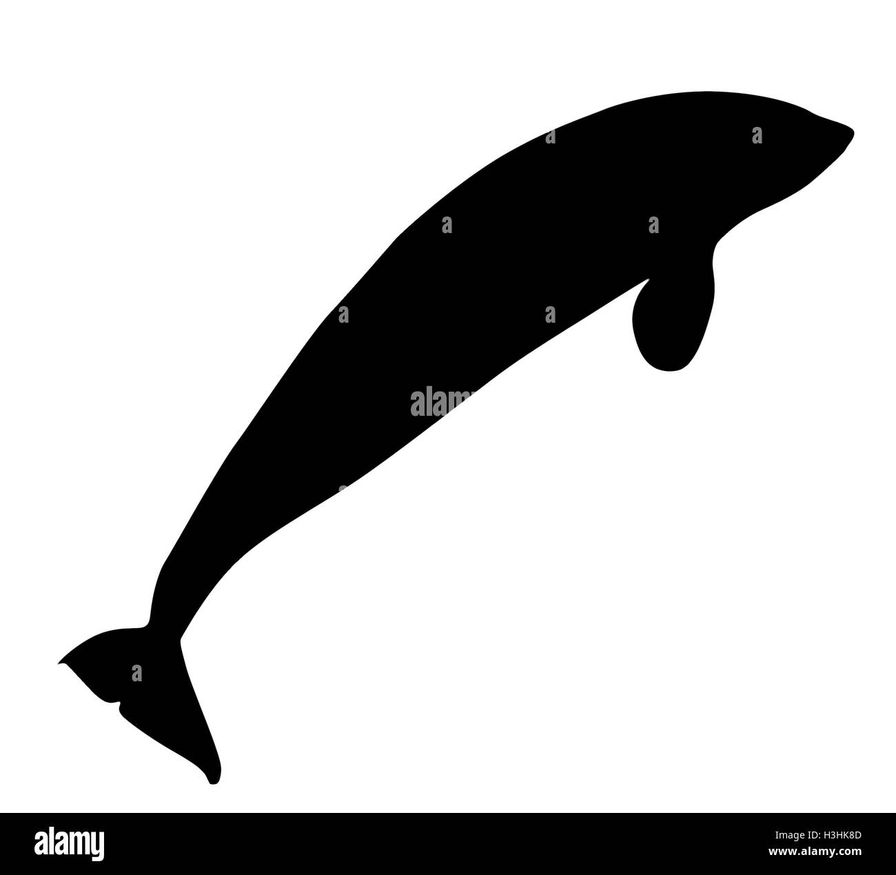 Orca Black and White Stock Photos & Images - Alamy