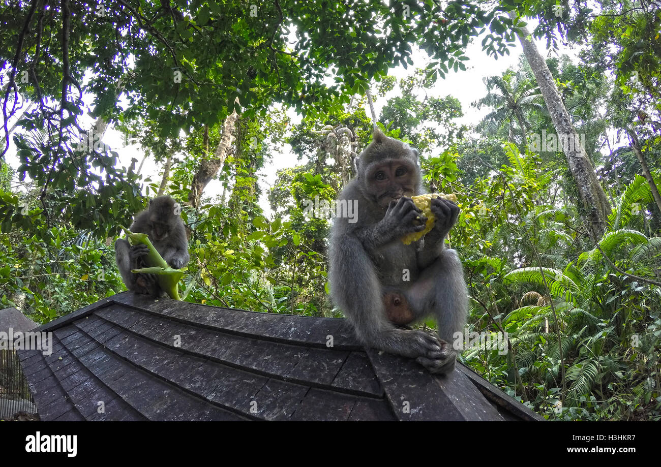 Bali Indonesia Ubud famous Monkey Forest Eating Stock Photo - Alamy