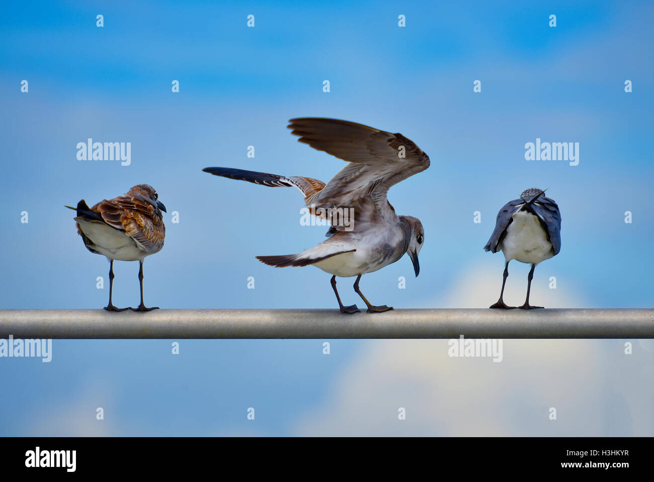 Three seagulls sitting on a railing in natural light Stock Photo - Alamy