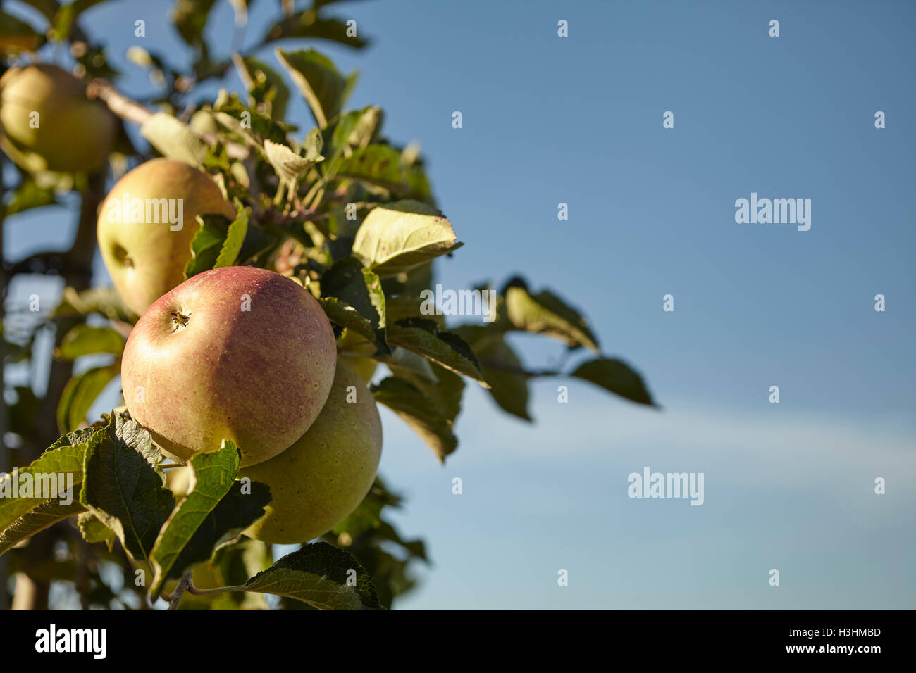 Apple orchard, Lancaster County, Pennsylvania, USA Stock Photo - Alamy