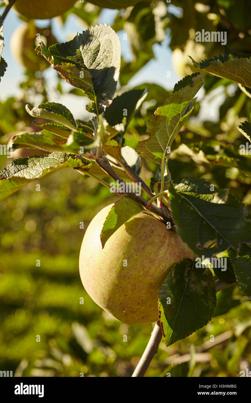 Apple orchard, Lancaster County, Pennsylvania, USA Stock Photo - Alamy