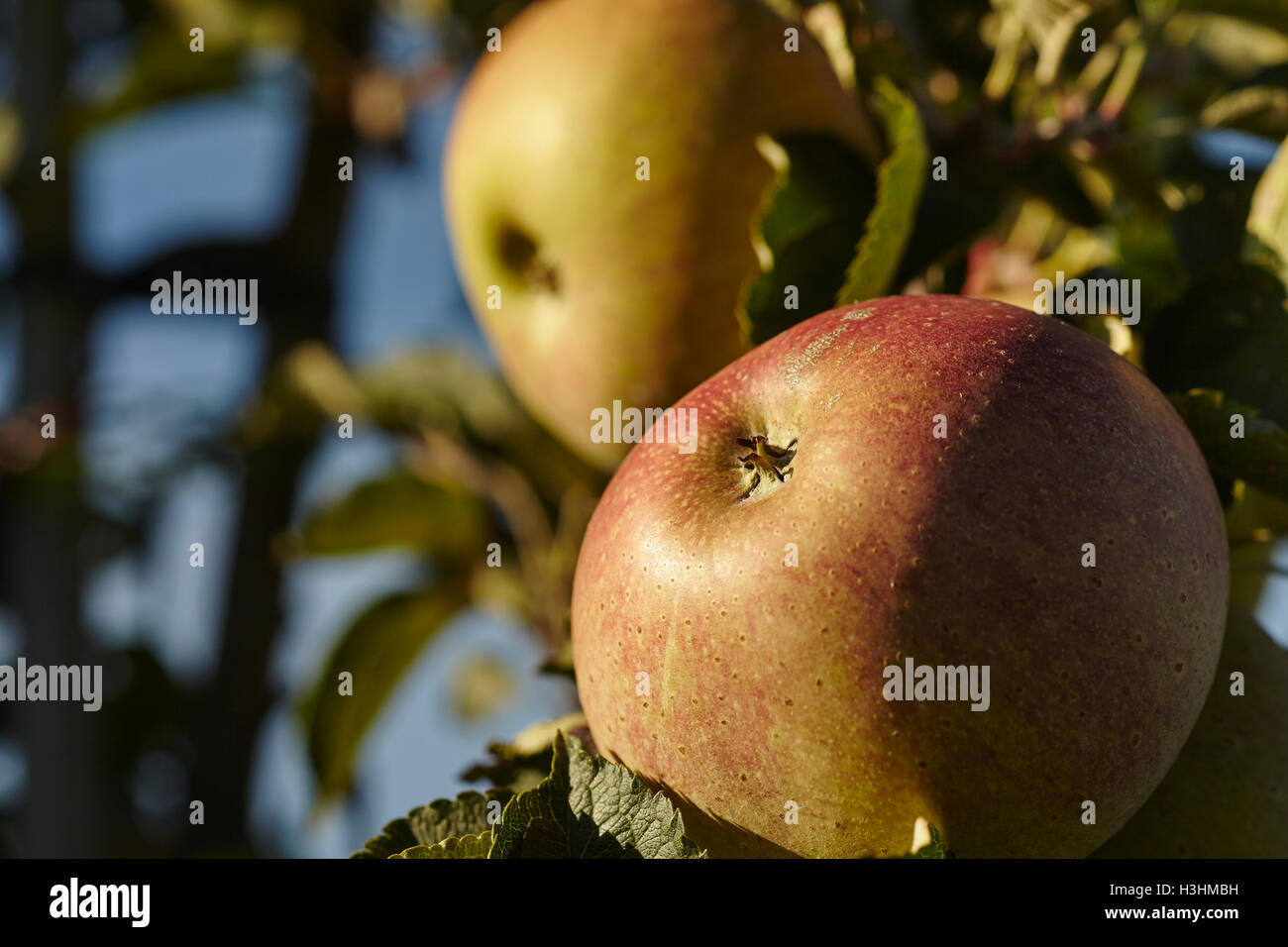 Apple orchard, Lancaster County, Pennsylvania, USA Stock Photo - Alamy