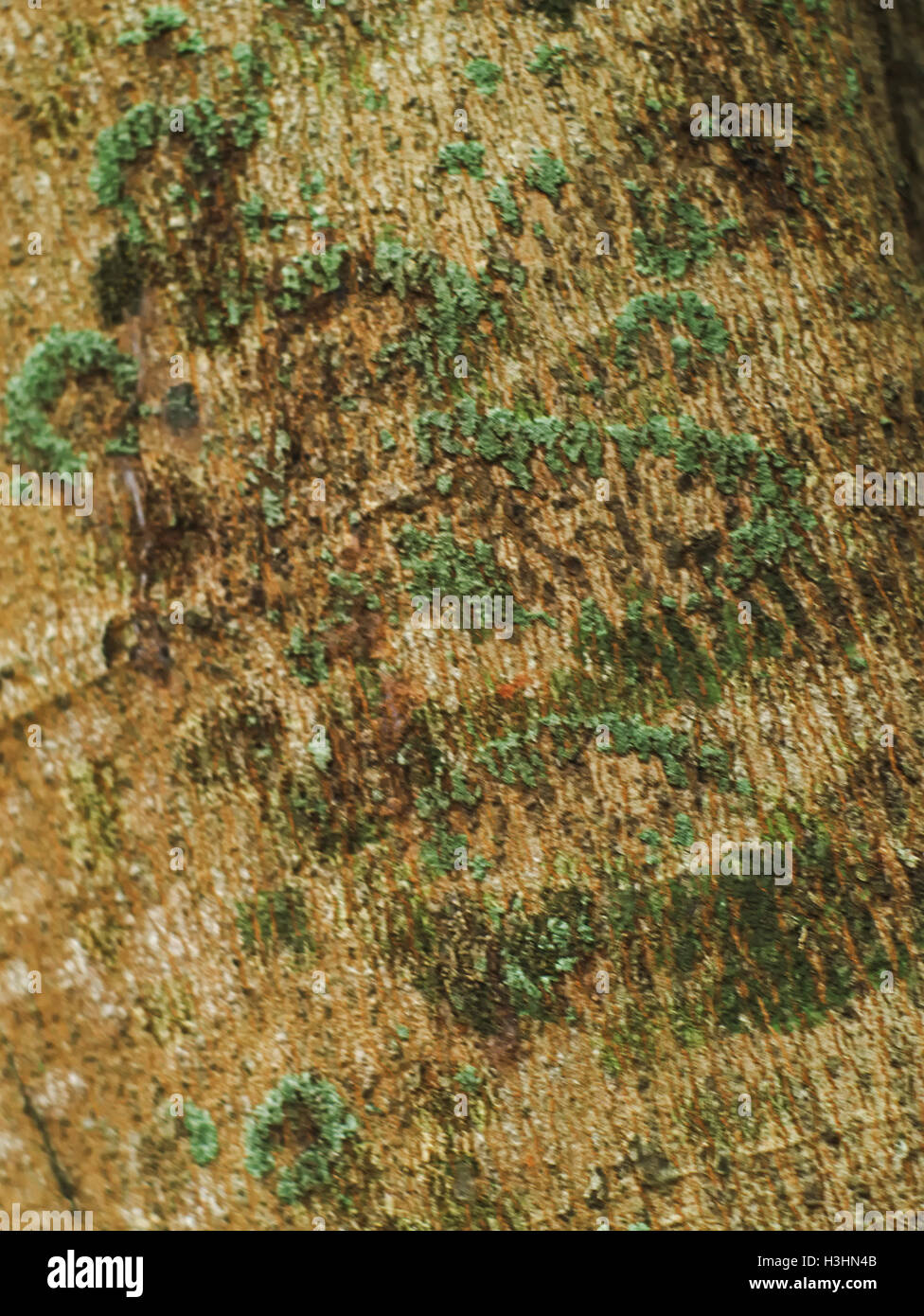 closeup shot of old and rugged weeping fig or ficus tree bark texture ...