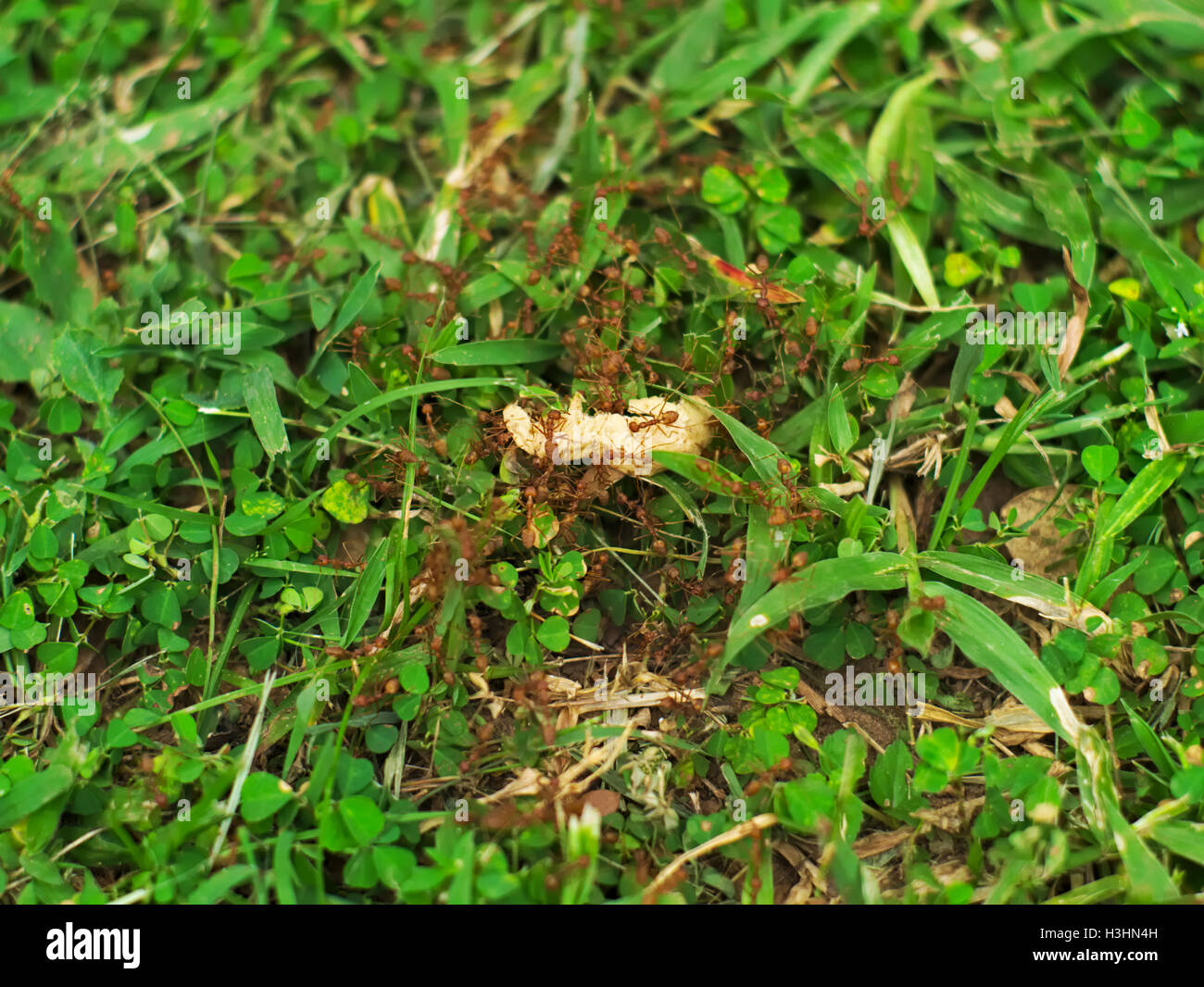 Green ants hi-res stock photography and images - Alamy