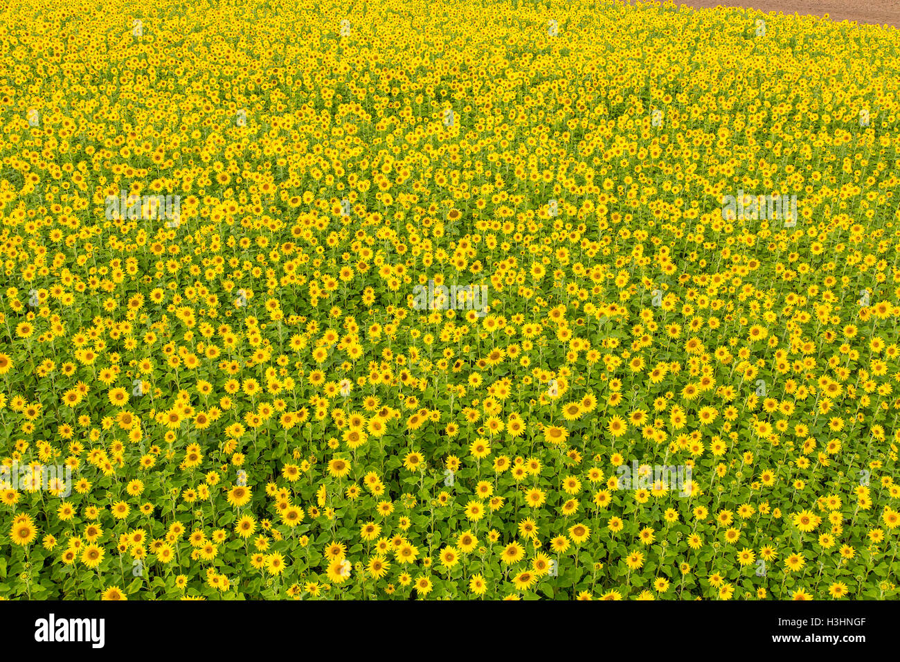 Bright field yellow flowers hi-res stock photography and images - Alamy