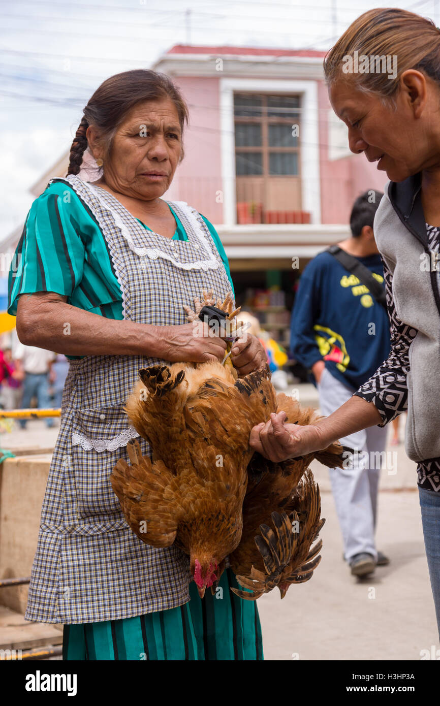 Mexican hens and chickens hi-res stock photography and images - Alamy