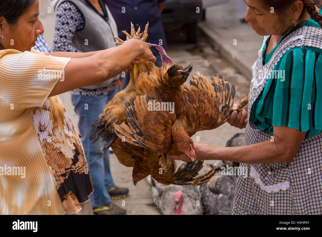 Mexican hens and chickens hi-res stock photography and images - Alamy