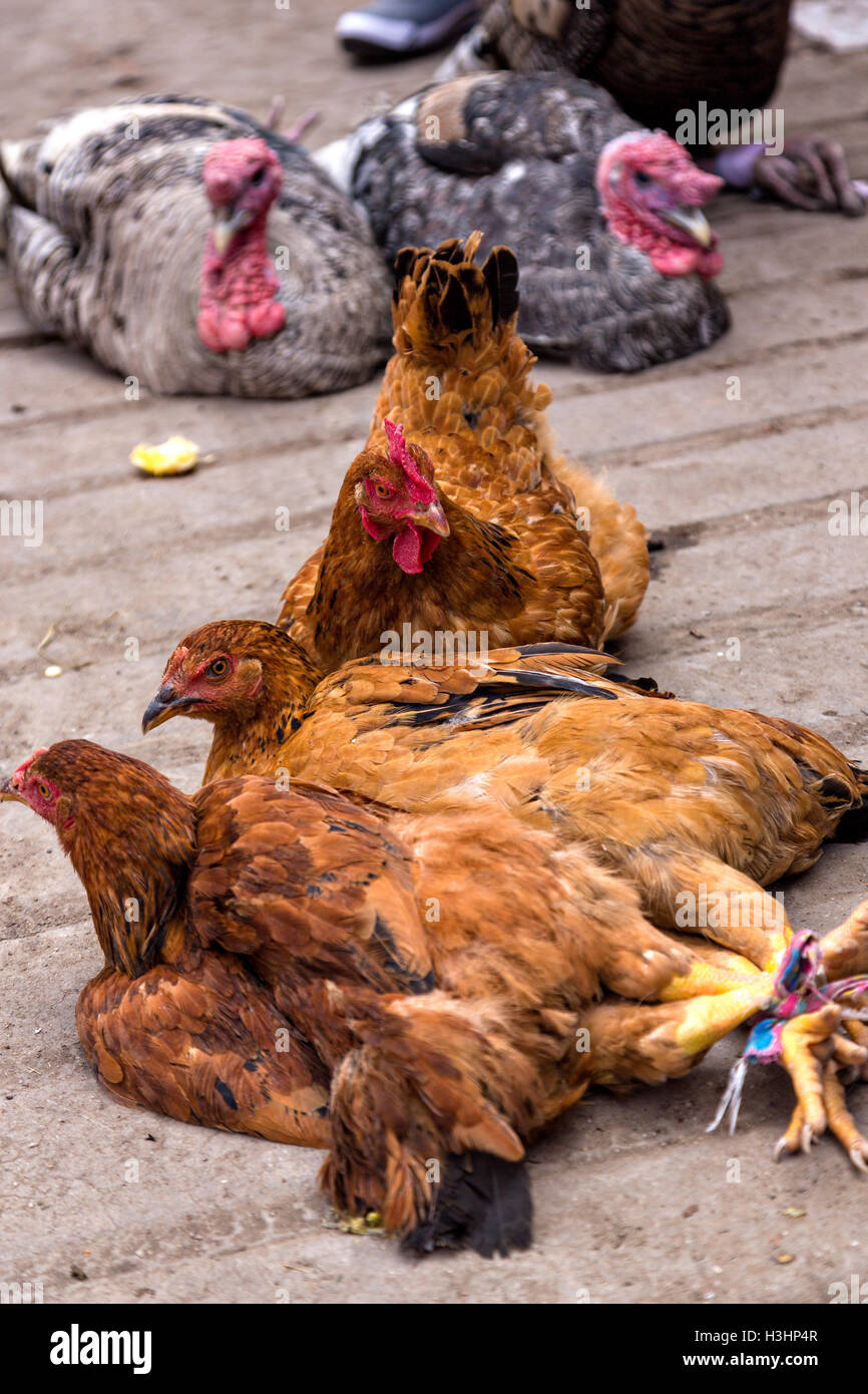 Mexican hens and chickens hi-res stock photography and images - Alamy