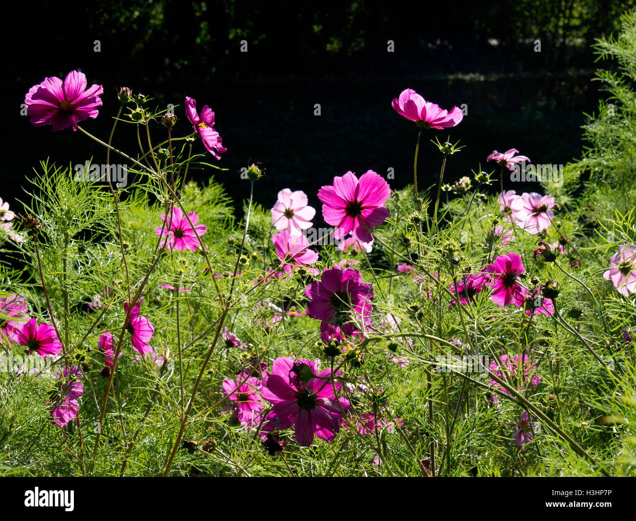 Vreden hi-res stock photography and images - Alamy