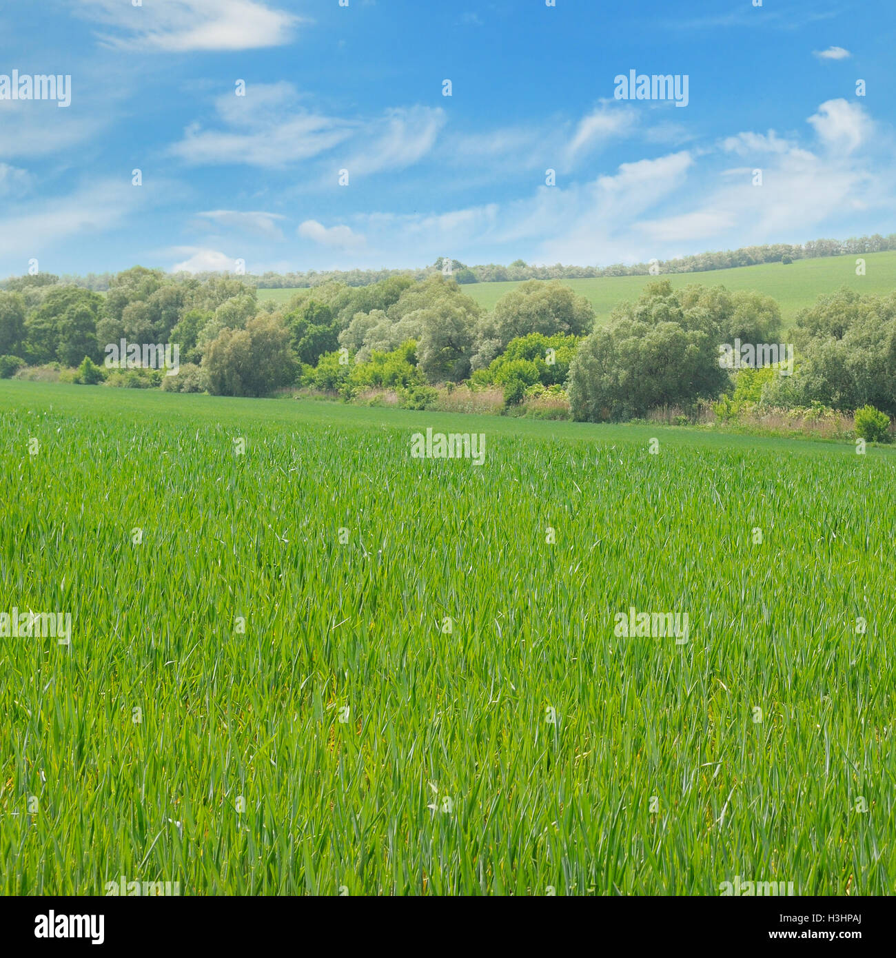green field and blue sky with light clouds Stock Photo - Alamy