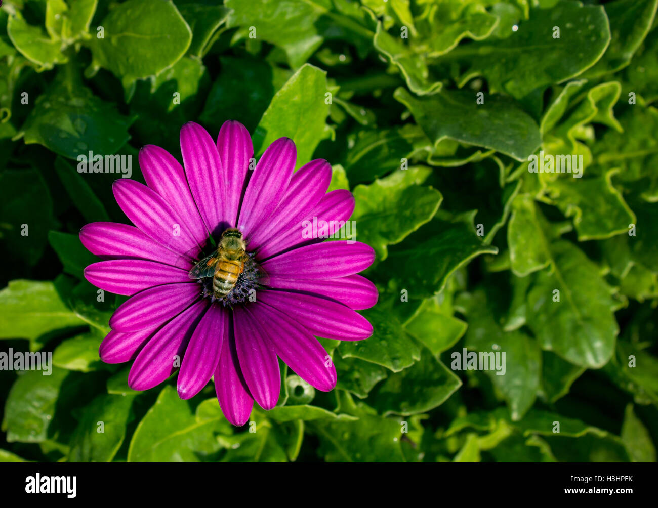 Beautiful daisy with bee hi-res stock photography and images - Alamy