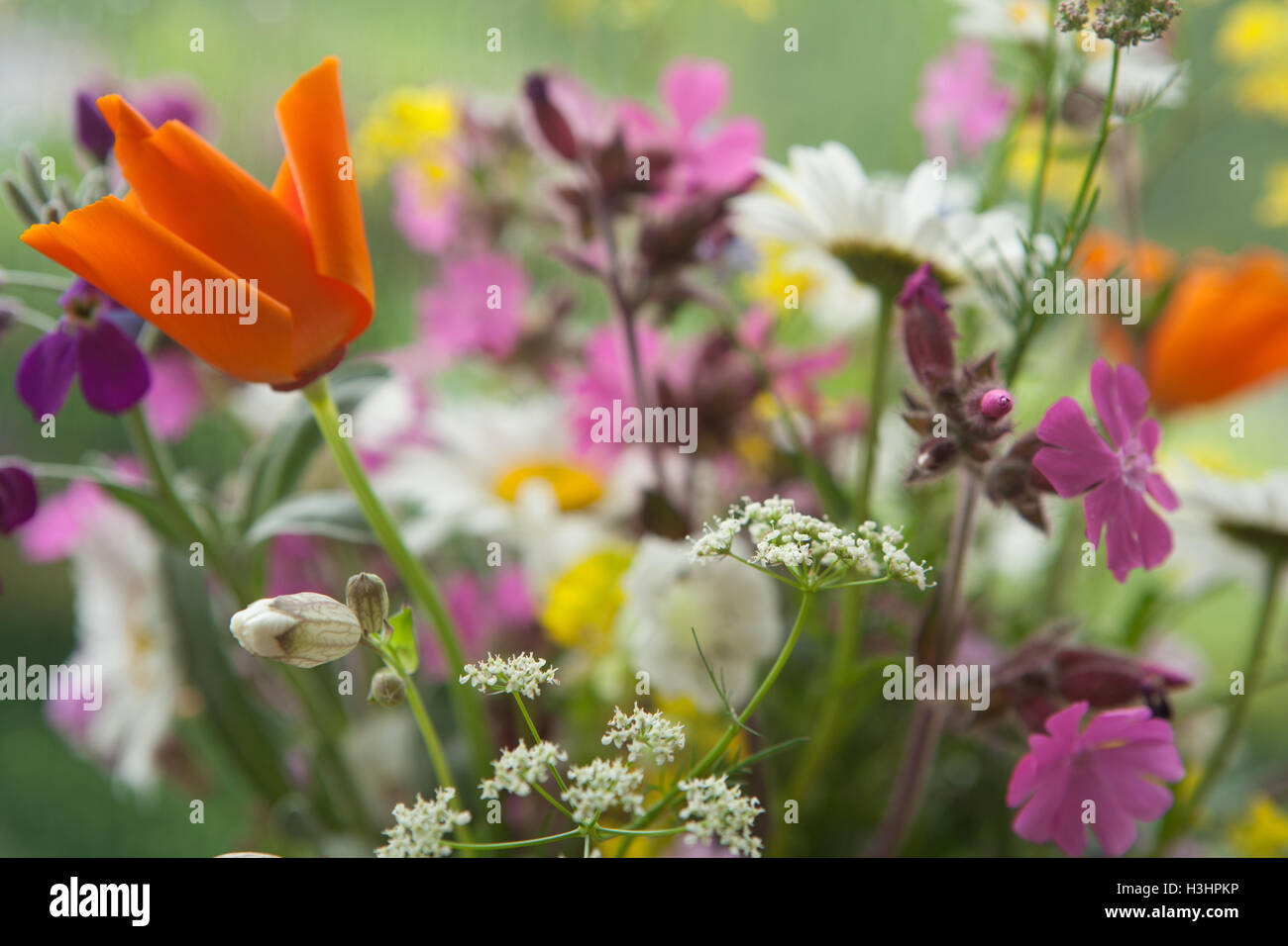 Spring and summer flowers Stock Photo - Alamy