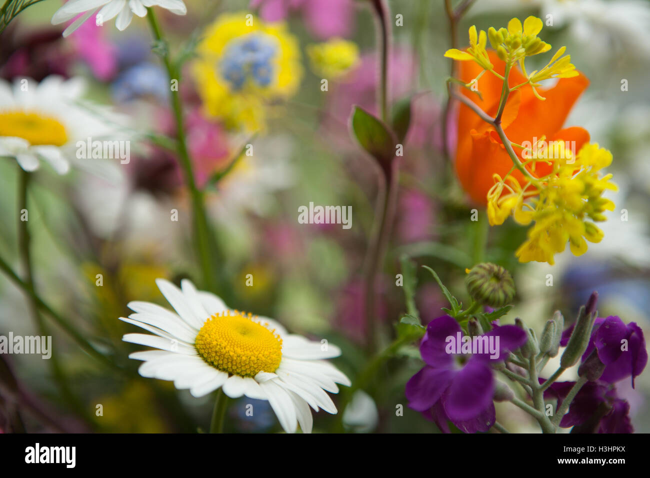 Spring and summer flowers Stock Photo - Alamy