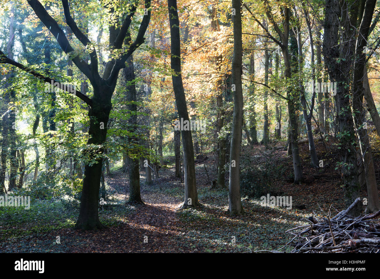 Standish stroud hi-res stock photography and images - Alamy