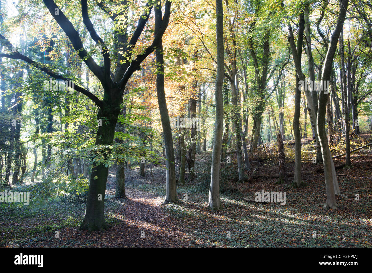 Standish stroud hi-res stock photography and images - Alamy