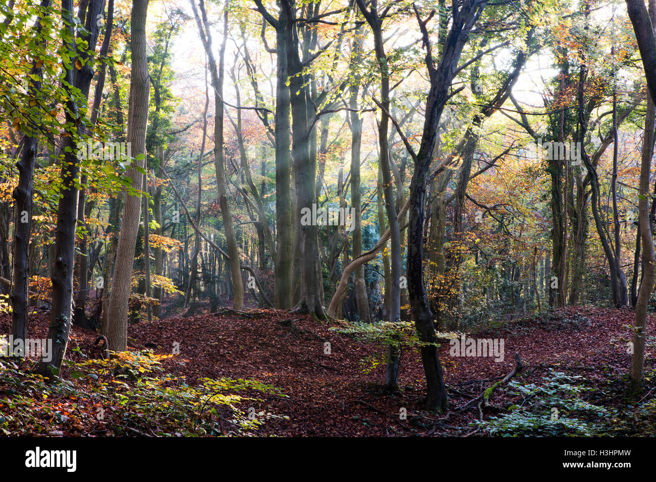 Standish hi-res stock photography and images - Alamy