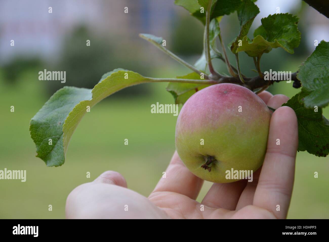 Gardening goods hi-res stock photography and images - Alamy