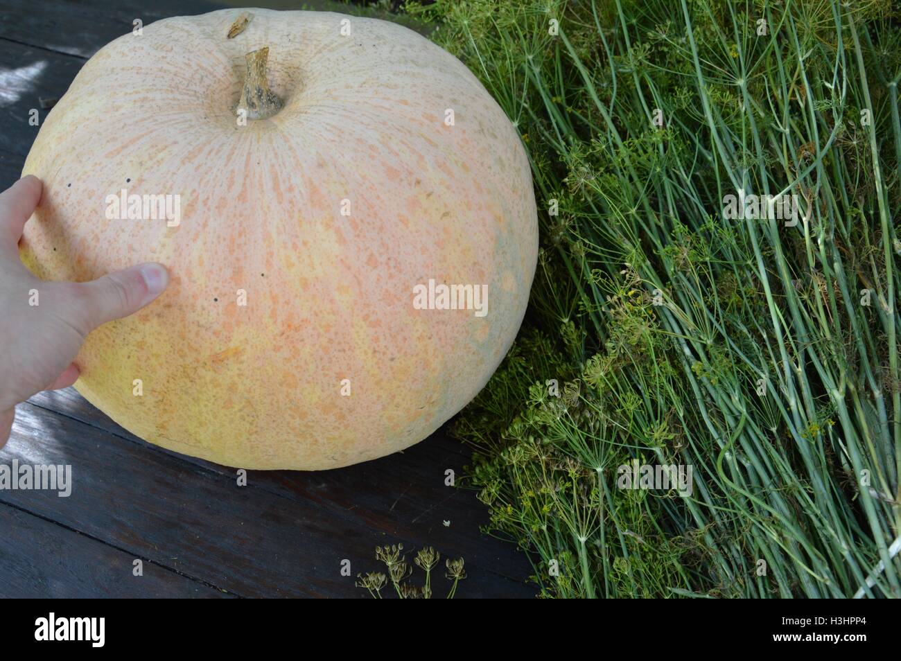 Gardening goods hi-res stock photography and images - Alamy