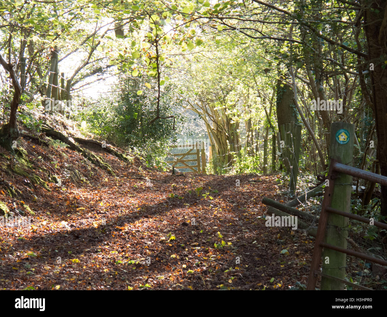 Woods Nr Failand, Bristol, UK Stock Photo - Alamy