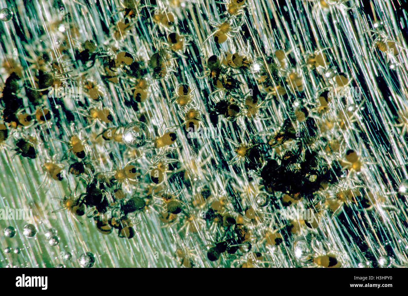 Baby yellow garden spiders hi-res stock photography and images - Alamy