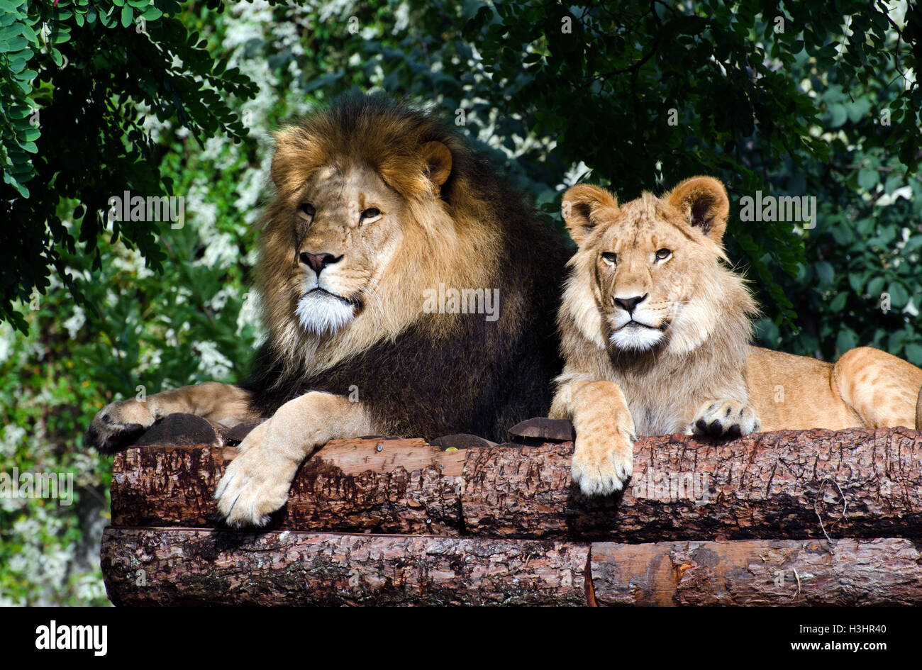 lions;panthera leo;copenhagen zoo;denmark Stock Photo - Alamy