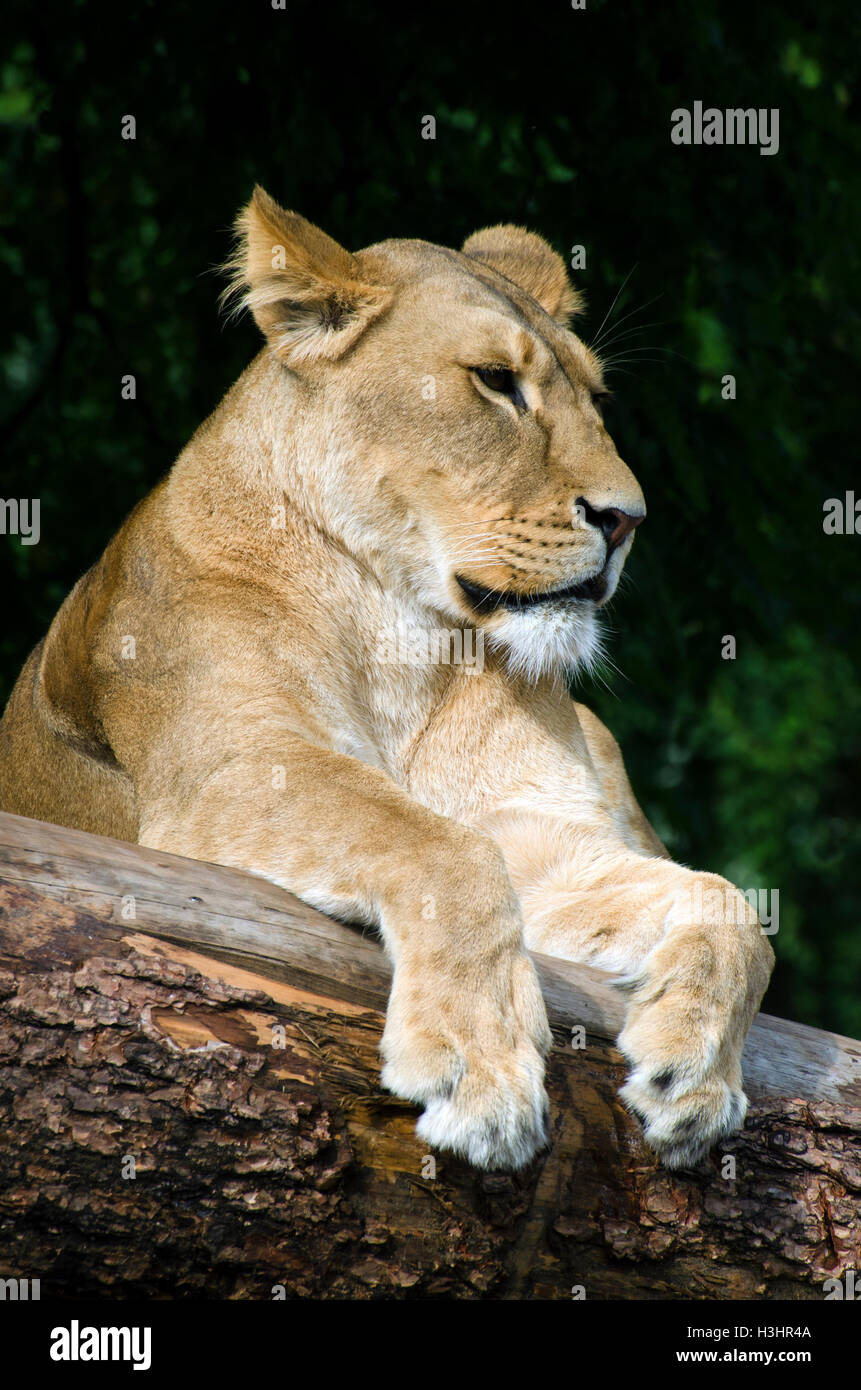 Copenhagen zoo lion hi-res stock photography and images - Alamy