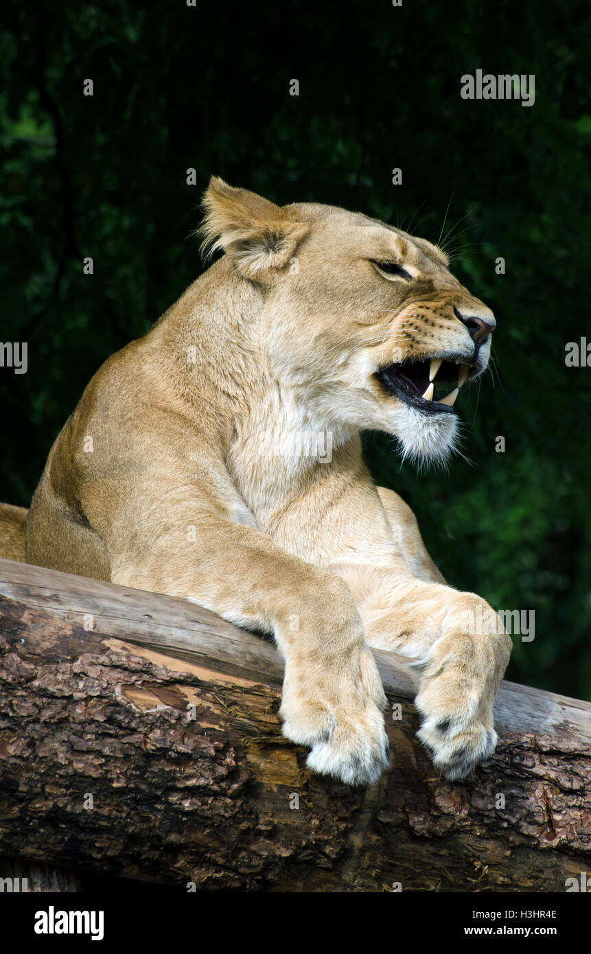 Copenhagen zoo lion hi-res stock photography and images - Alamy