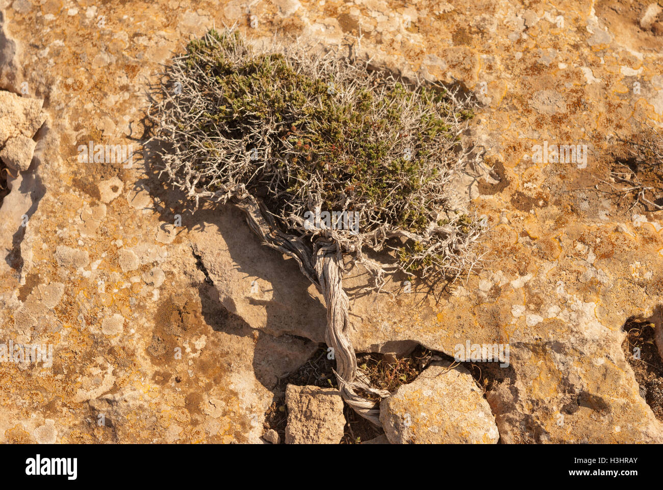 Phoenician juniper (Juniperus phoenicea) growing on the rocks of Cape ...