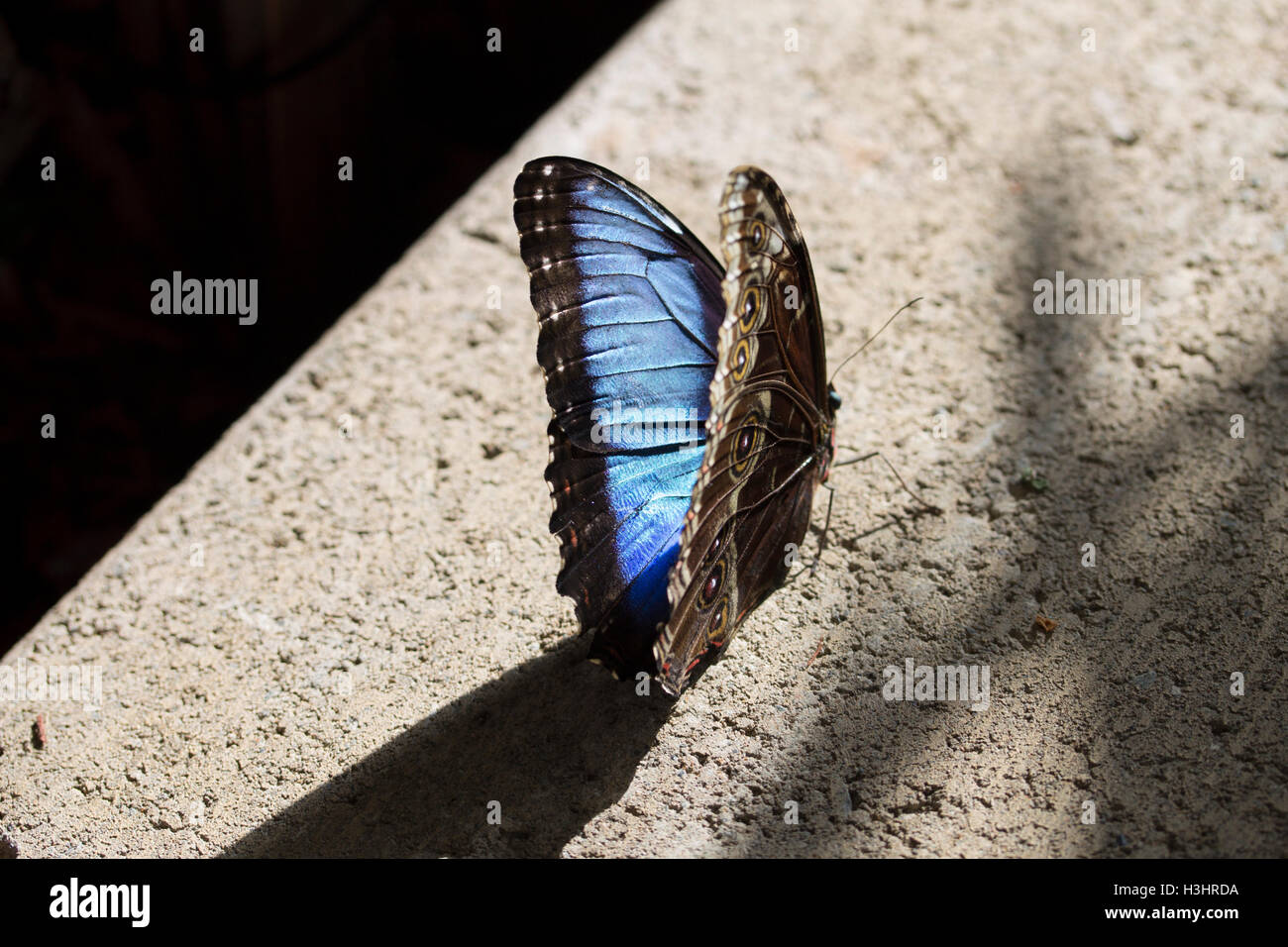 Butterfly shadow hi-res stock photography and images - Alamy