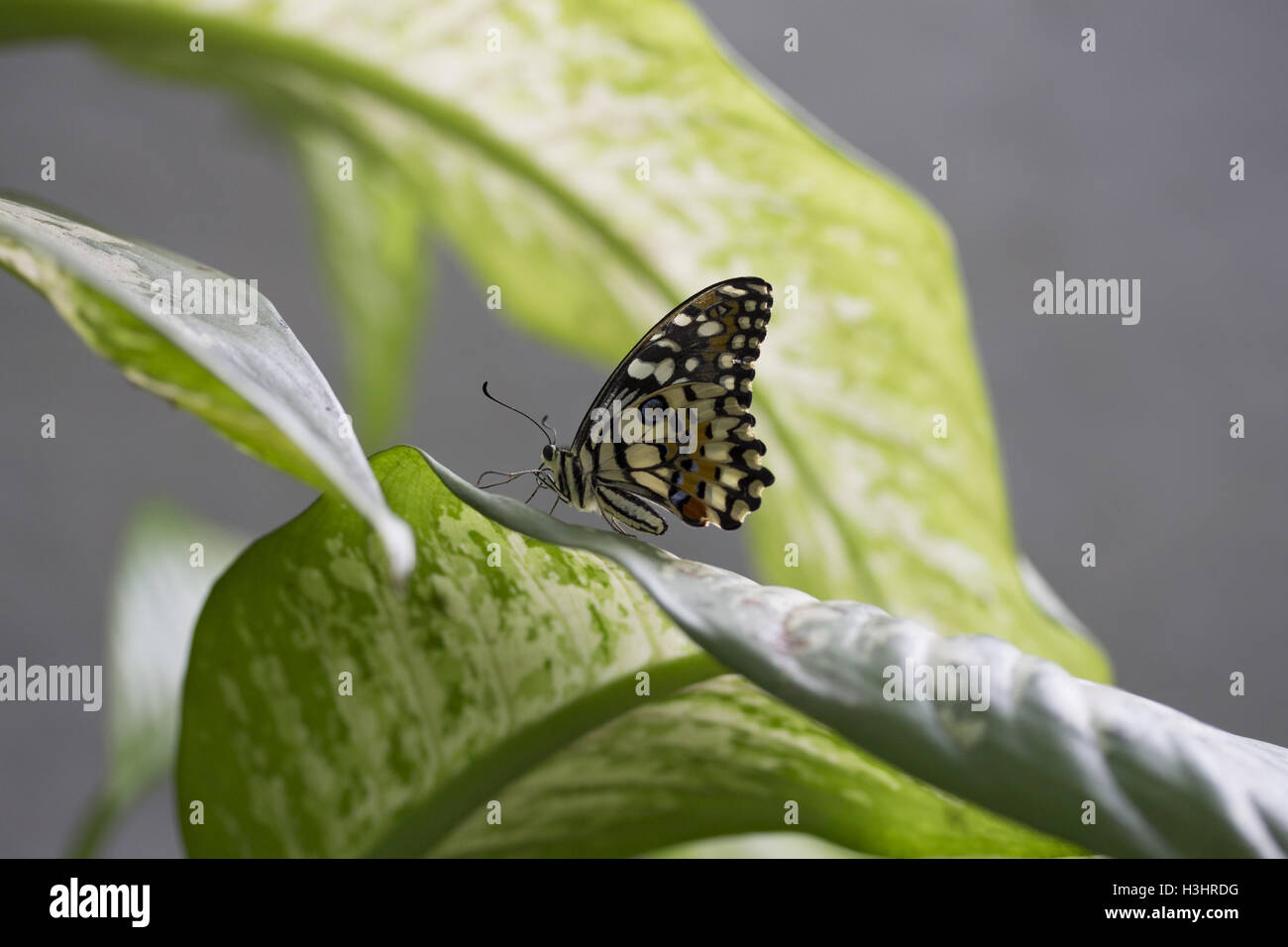 Big and small dots hi-res stock photography and images - Alamy