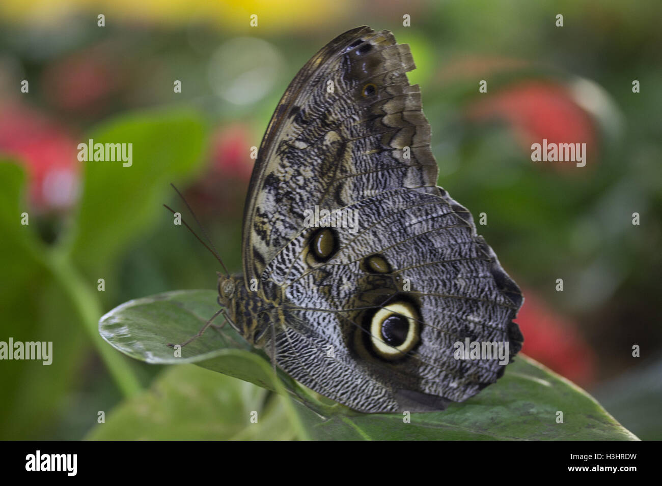 Legs of butterfly hi-res stock photography and images - Alamy