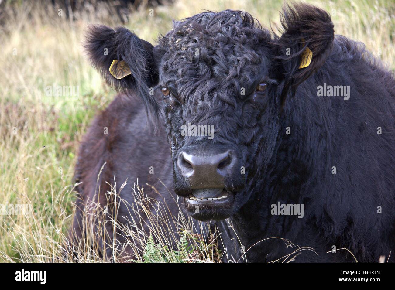 Belted galloway herd hi-res stock photography and images - Alamy