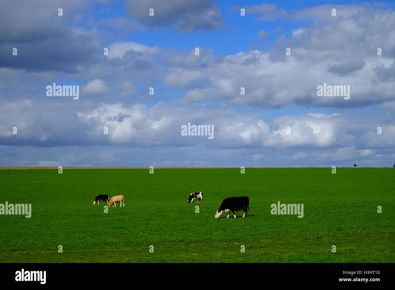 Farm land for cows hi-res stock photography and images - Alamy