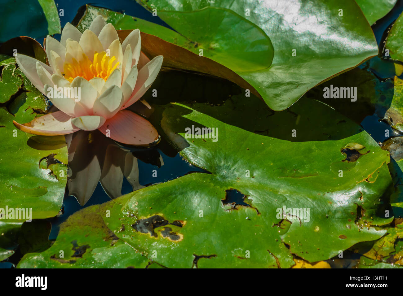 Acquatic hi-res stock photography and images - Alamy