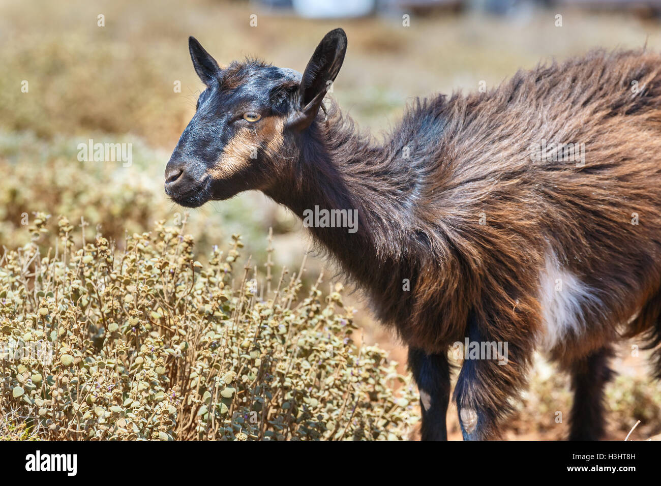 Domestic goat on Crete Island, Greece Stock Photo - Alamy