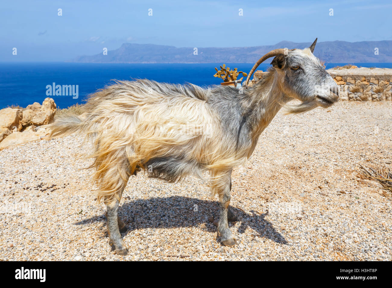 Domestic goat on Crete Island, Greece Stock Photo - Alamy