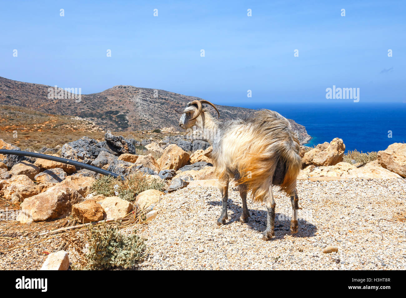 Kri kri goat hi-res stock photography and images - Alamy
