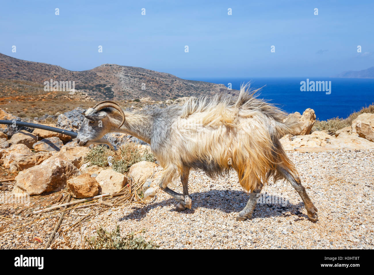 Domestic goat on Crete Island, Greece Stock Photo - Alamy