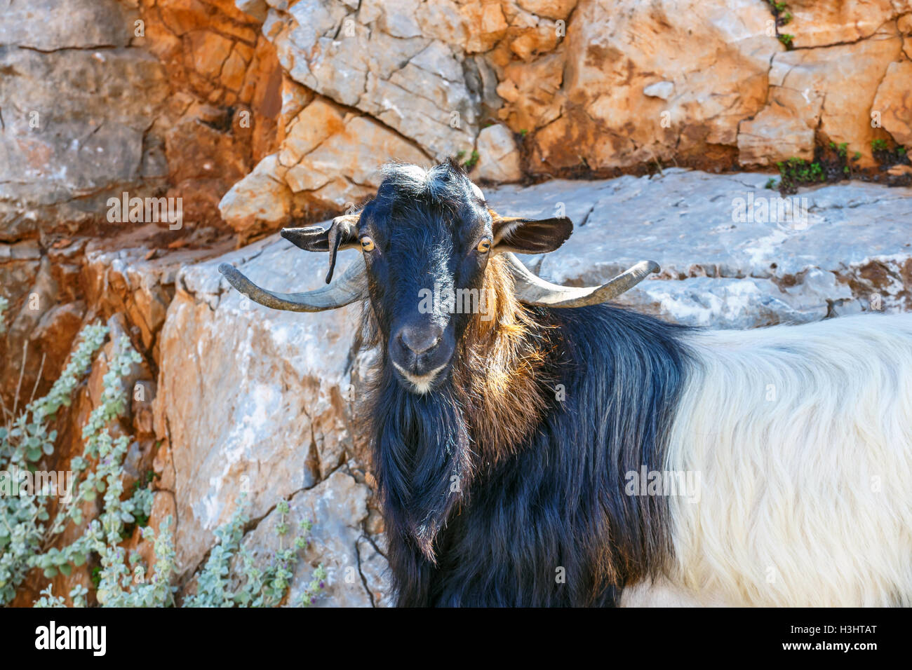 Kri kri goat island hi-res stock photography and images - Alamy