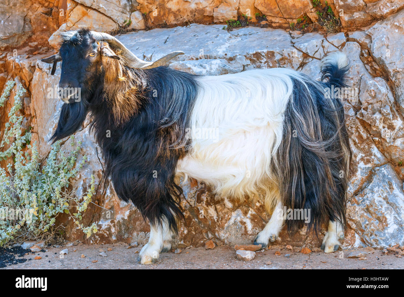 Domestic goat on Crete Island, Greece Stock Photo - Alamy