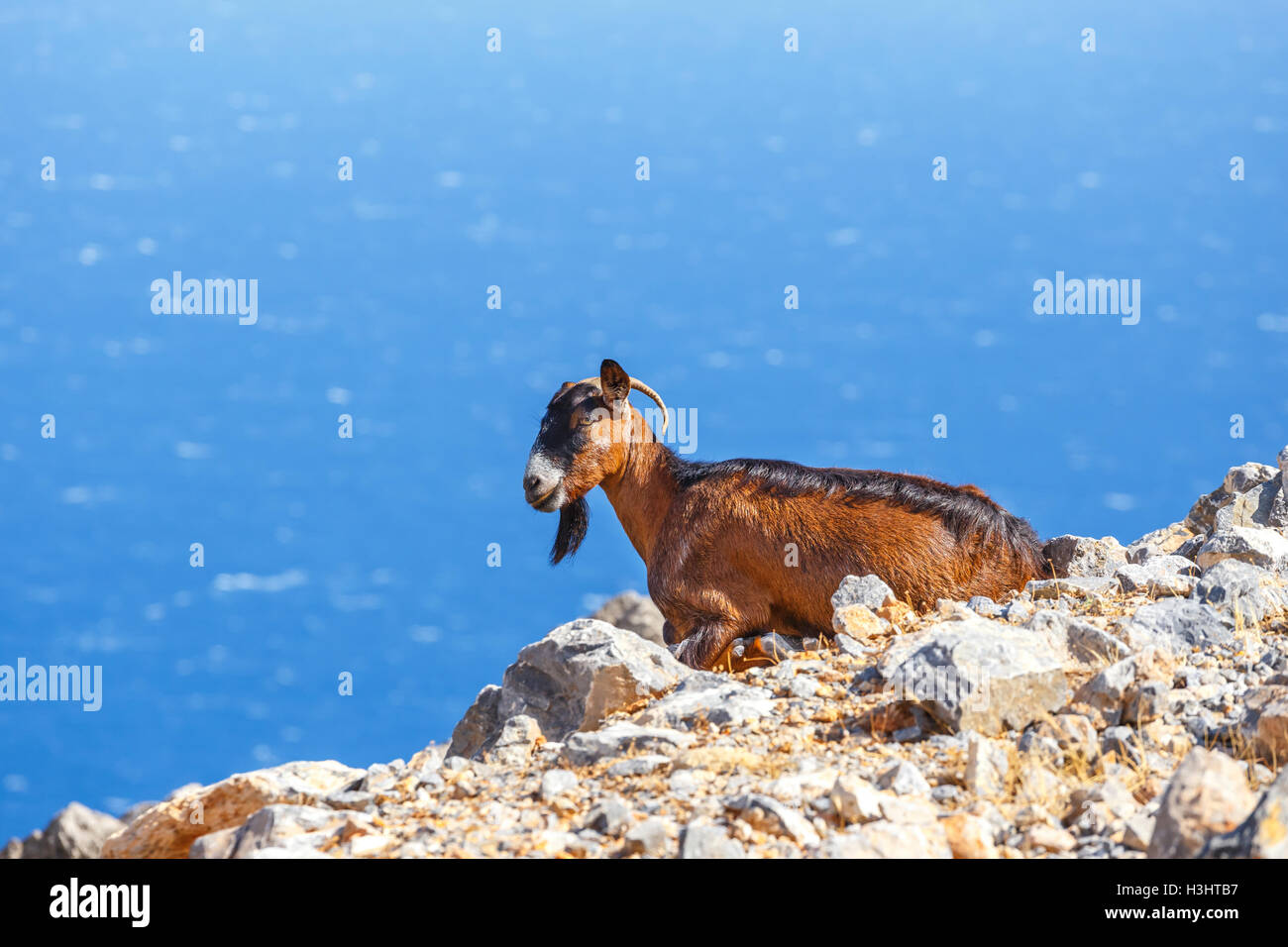 Domestic goat on Crete Island, Greece Stock Photo - Alamy