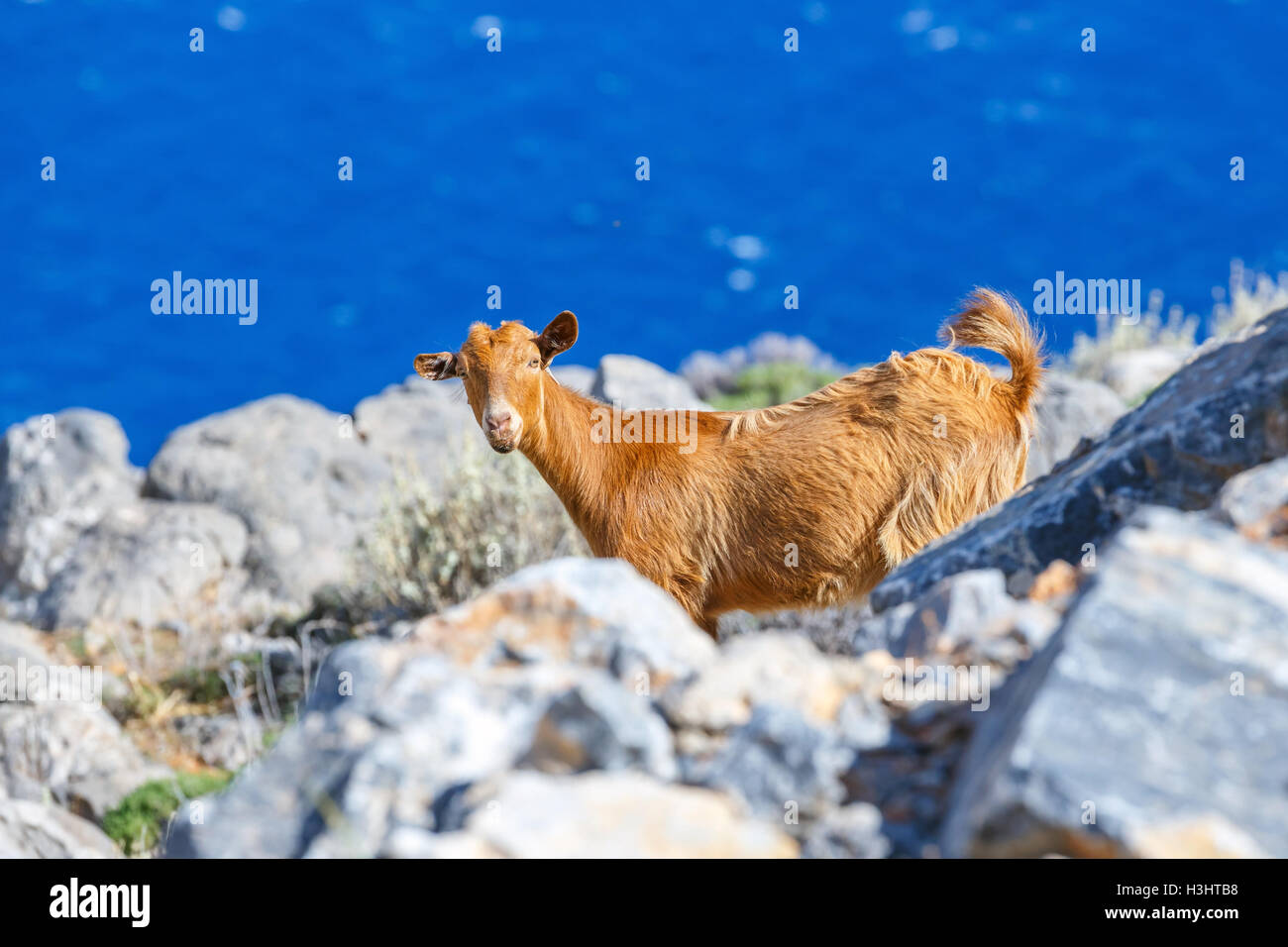 Domestic goat on Crete Island, Greece Stock Photo - Alamy