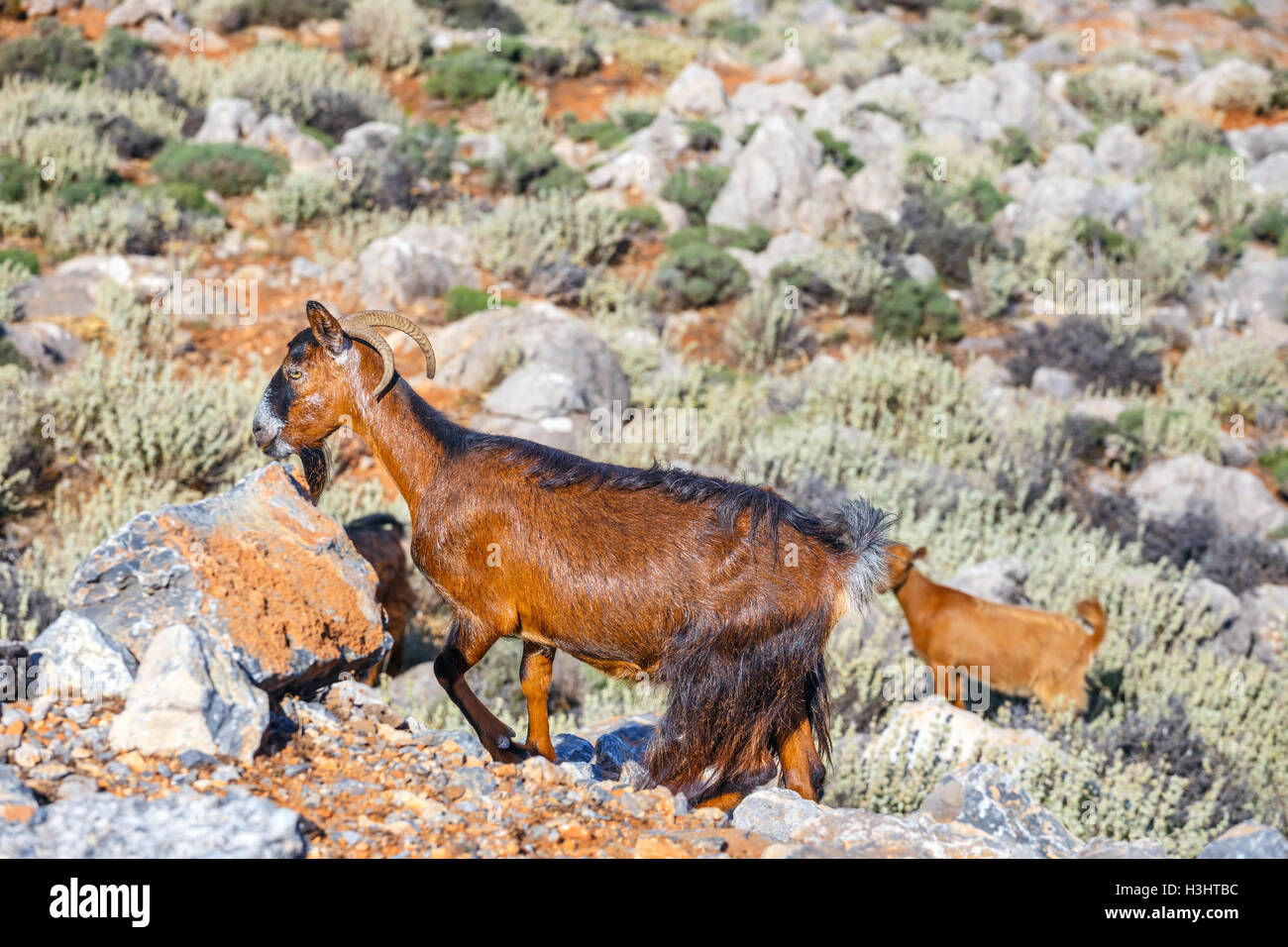 Domestic goat on Crete Island, Greece Stock Photo - Alamy