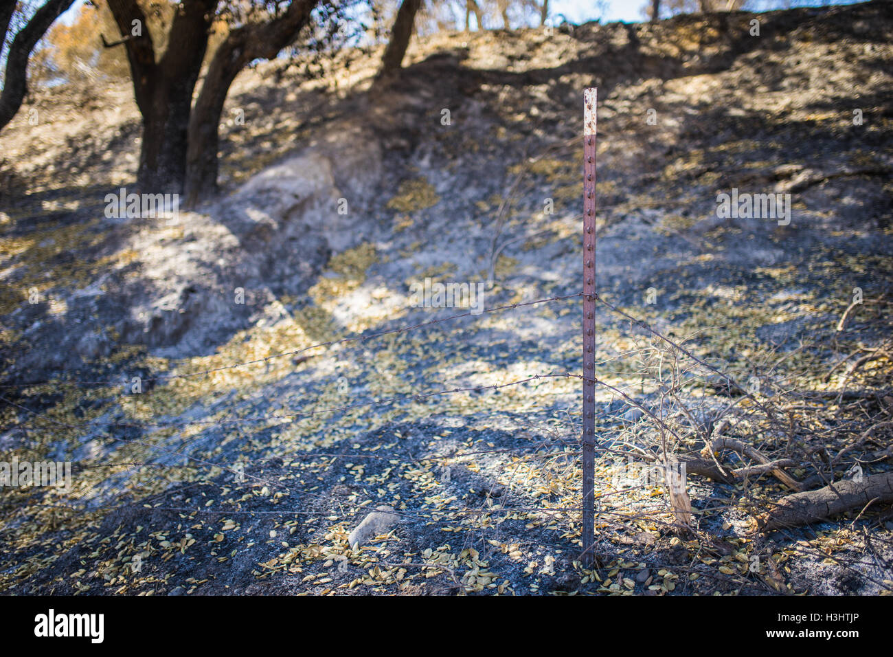 Single barbed wire fence post stands in woods devestated by a forest ...