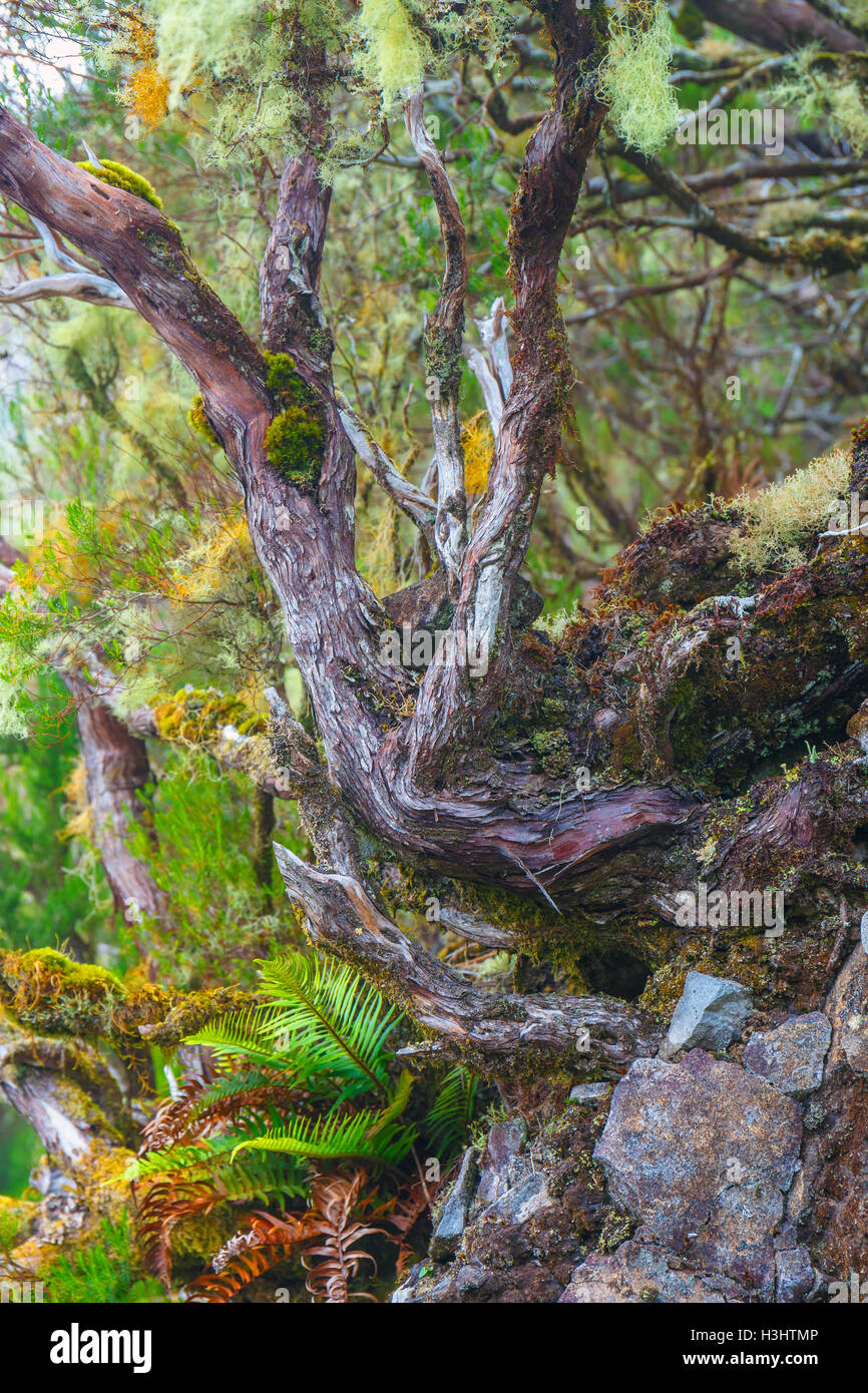 Trees in Laurel Forest in Madeira Island, Portugal Stock Photo - Alamy