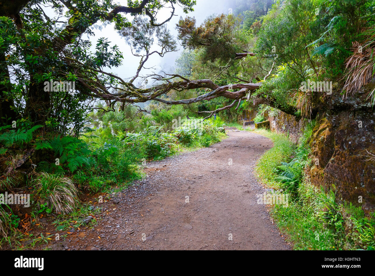 laurel forest and Irrigation canal. Lewada das 25 fontes and Lewada do ...