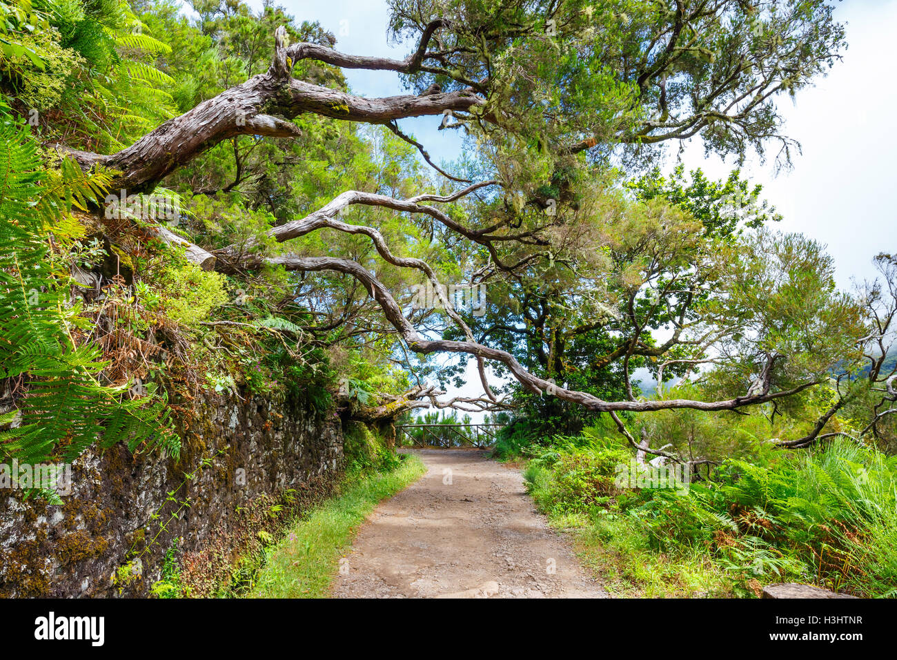 laurel forest and Irrigation canal. Lewada das 25 fontes and Lewada do ...