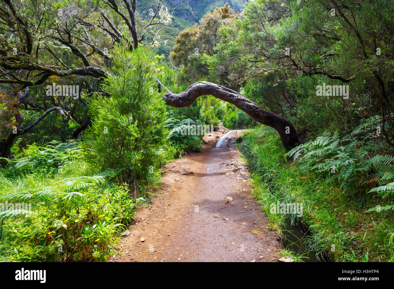 laurel forest and Irrigation canal. Lewada das 25 fontes and Lewada do ...